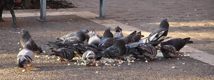Os pombos e as migalhas. :: Perfeito-e-quem-te-criou